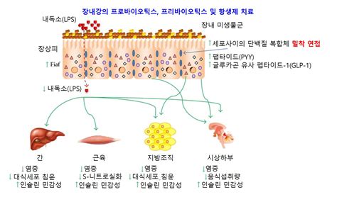 식이섬유의 역할과 중요성 당화혈색소 감소와 더 나은 장내 환경