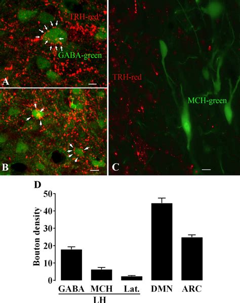 Thyrotropin Releasing Hormone TRH Inhibits Melanin Concentrating Hormone Neurons Implications