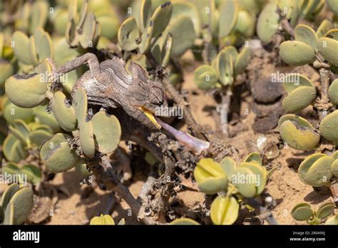 Chameleon Using Its Tongue For Catching Food In The Namib Desert Stock