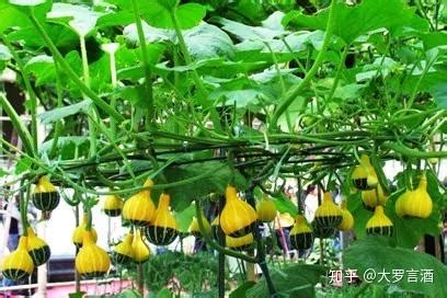 蔬菜之都寿光 知乎