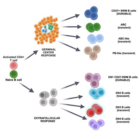 Two Distinct Durable Human Class Switched Memory B Cell Populations Are