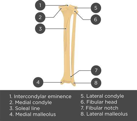 Dynamic Function Of The Fibula Gait Analysis Evaluation