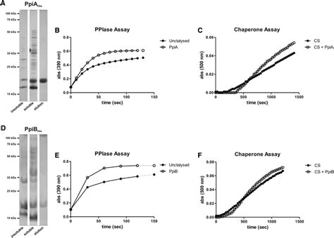 Ppia And Ppib Exhibit Peptidyl Prolyl Cis Trans Isomerase Activity But Download Scientific