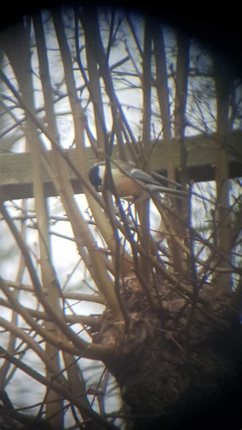 Great Titmouse Colour Mutation R Ornithology
