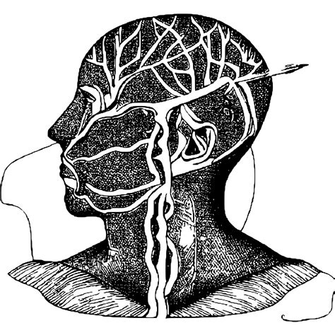 Cardiovascular Anatomy Coloring Book · Creative Fabrica