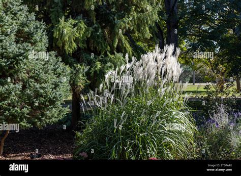 Full Frame Macro Texture Background Of Wispy White Ornamental