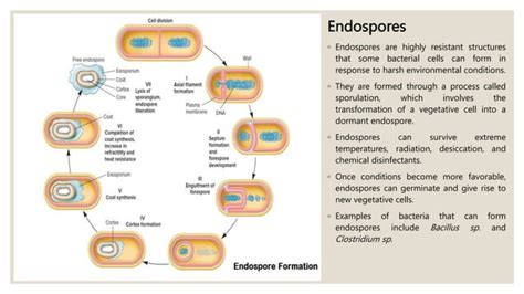 Bacterial Cell Ultrastructurepptx