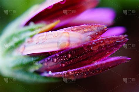 花瓣上的露珠