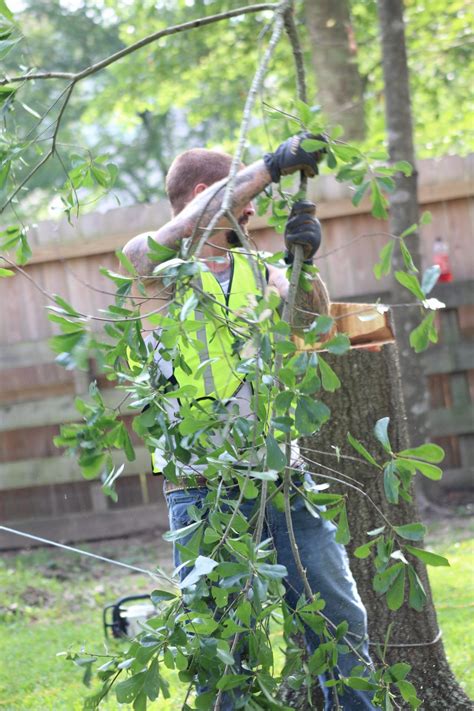 Tree Topping Service