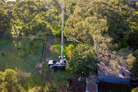 Tree Lopping And Tree Removal Mandurah Tree Loppers Mandurah