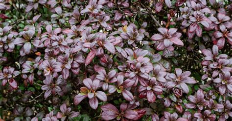 An Encore Azalea Holiday T Guide Encore Azalea