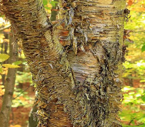 Top 20 Hardest Wood In The World Based On Janka Hardness
