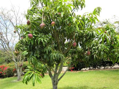 ÁRBOL DE MANGO CARACTERISTICAS CULTIVO FRUTOS