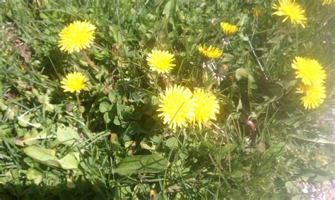 Biological Thinking Parthenogenesis And The Dandelion