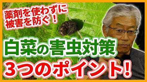 家庭菜園や農園の白菜栽培で害虫対策の秘訣！薬剤を使わない3つのポイントと白菜の育て方！【農家直伝】 Youtube
