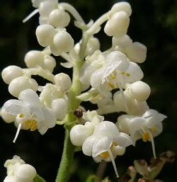 Pollia – eFlora of India