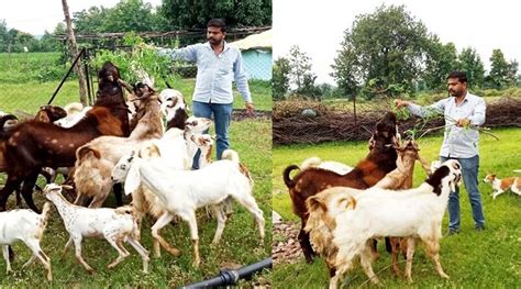 बकरी पालन और जैविक खेती कर युवाओं के लिए बने प्रेरणा स्त्रोत टीवी