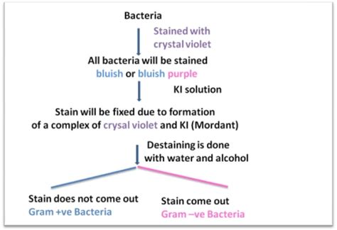 How Gram Stain Works Gram Staining Principle Step By Step Procedure With Explanation ~ Biology