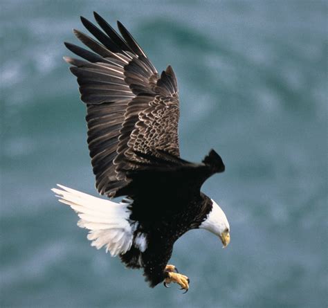 The Bald Eagle Ornithology