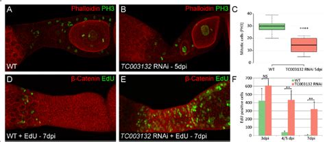 A B Staining Of Phosphorylated Histon H3 Ph3 Green And Phalloidin