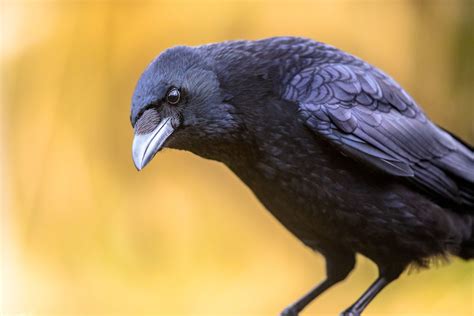 New Research Has Shown That Crows Have The Same Numerical Skills As