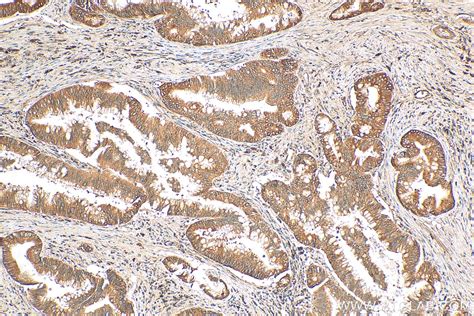Eef1a1 Antibody 81377 1 Rr Proteintech