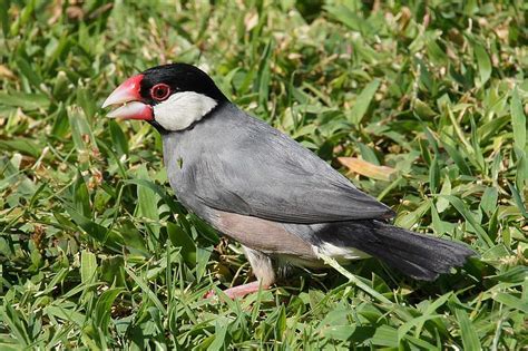 Java Finch Images Free Photos Png Stickers Wallpapers And Backgrounds
