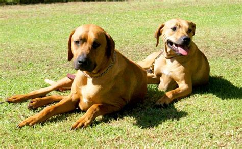 Our Gallery Dog And Cat Boarding Sydney Dog Training