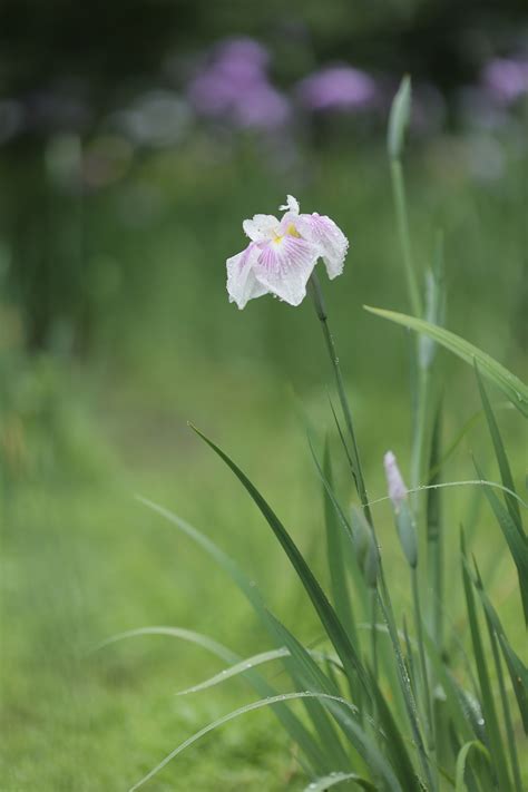凛としてⅡ by 風花の街 ID11133863 写真共有サイト PHOTOHITO