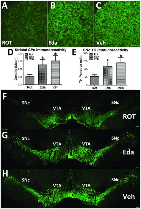 Th Immunoreactivity In Cpu And Snc A B And C Th Download Scientific Diagram