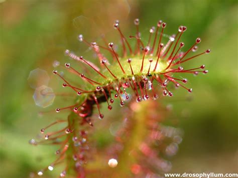 5 Curiosidades Sobre Las Plantas Y Su Vida Secreta Artofit
