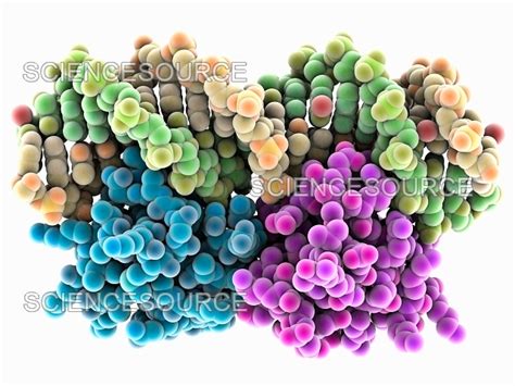 Dna Complexed With Repressor Protein Stock Image Science Source Images