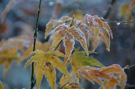 Wrensong Farm: A Frosty Morn......