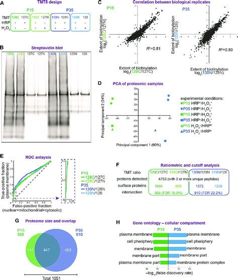 Multiplexed Cell Surface Proteomic Profiling Of Purkinje Cells Via