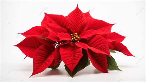 흰색 배경 전통적인 크리스마스 꽃에 고립 된 빨간 포인세티아 겨울 꽃 아름다운 꽃들 포인세티아 배경 일러스트 및 사진 무료 다운로드 Pngtree