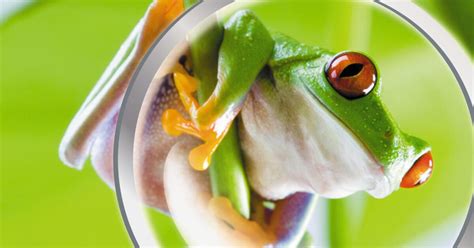 7 клас НУШ біологія Підсумкова робота з ГРУПАМИ РЕЗУЛЬТАТІВ з теми СЕРЕДОВИЩА ІСНУВАННЯ ТВАРИН