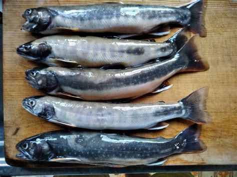 シーズン終了間近 北海道 トノカリウシュベツ川産 天然オショロコマ 5尾f9 検：ヤマメ イワナ アマゴ アユ ニジマス マス、トラウト