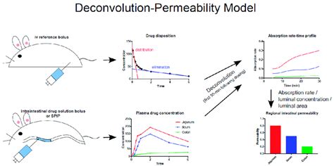 Schematic Illustration Of The Deconvolution Permeability Model Which Download Scientific