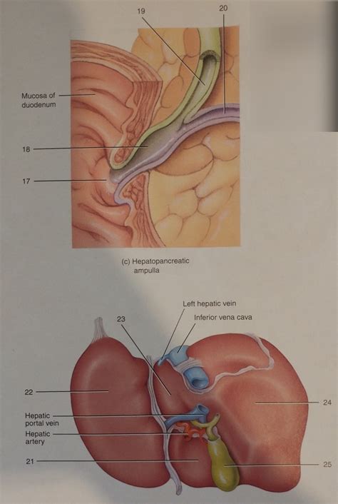 Pancreas Liver Gallbladder Cont Diagram Quizlet