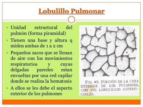 Alveolos Pulmonares Histología De Lesson