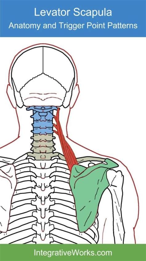 Levator Scapula Functional Anatomy Integrative Works Trigger Points Scapula Tension