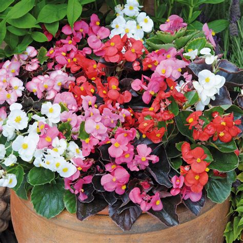 Begonia Organdy Mixed Tray Of 20 Plug Plants