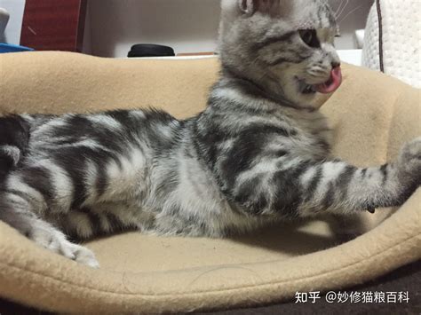 猫咪舔这几个部位，原来有这些含义，现在才懂 知乎
