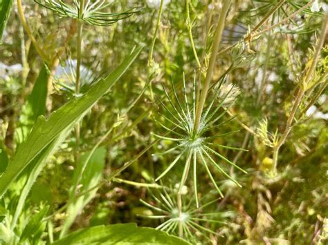 Leptosiphon grandiflorus | Online Flower Garden