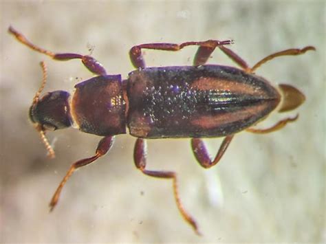 Dubiraphia Quadrinotata BugGuide Net