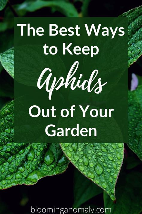 Keep Aphids Out Get Rid Of Aphids Plants Aphids