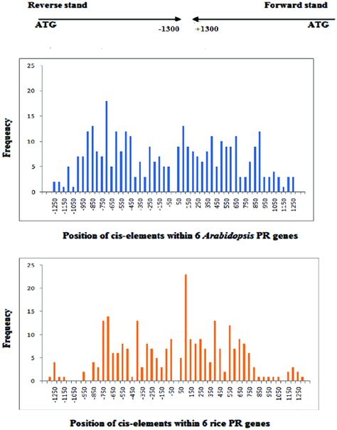Histogram Showing Frequencies Of Occurrence Of Cis Elements Identified Download Scientific