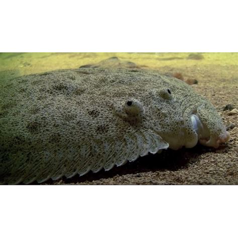 Turbot Brat Britt Britt Butt