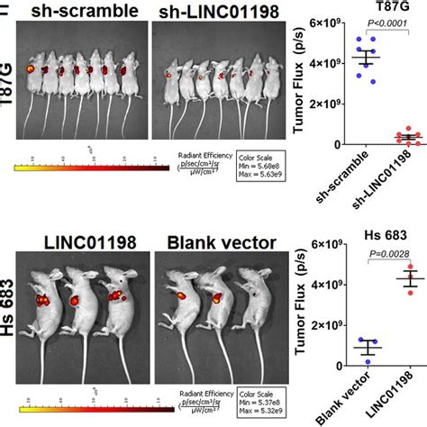 Linc01198 Enhanced Proliferation And Invasion Of Glioma Cells F