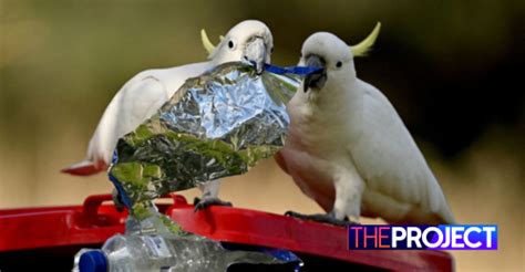 A Western Sydney Council Is Trialling Bin Locks To Keep Out Nuisance